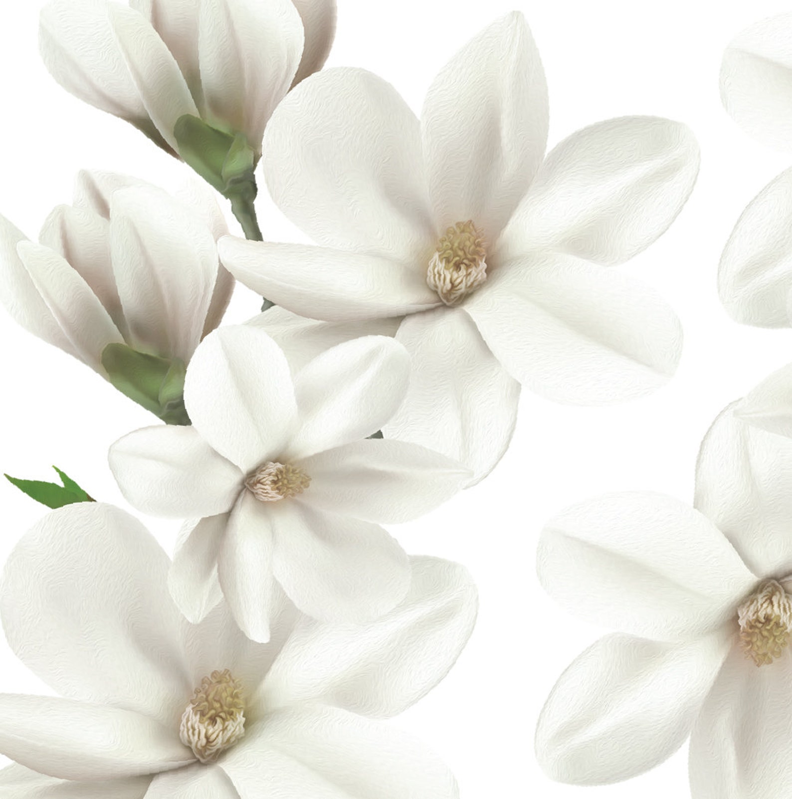 White Magnolia Wall Decal Set | Etsy