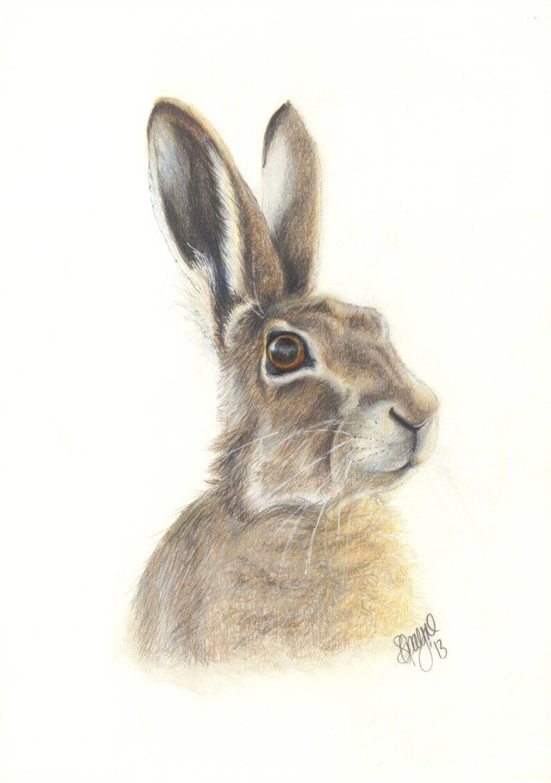 Print of an Original Pencil Drawing of a hare - Etsy