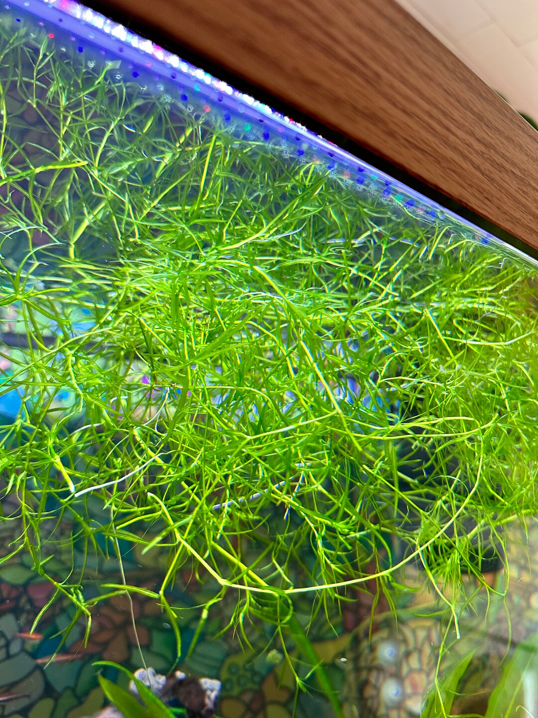 Guppy Grass Najas Guadalupensis Large Portion of Floating Aquatic ...