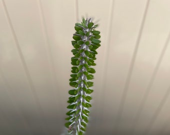 False Ocotillo 2 Plants Fully Rooted Procera Drought - Etsy