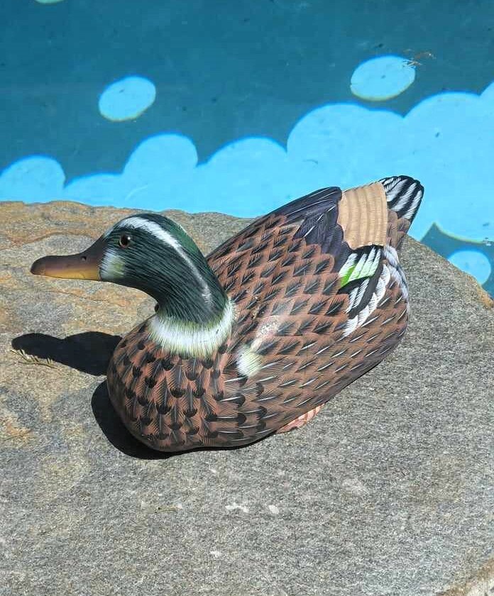Mallard Duck Sitting Paddling Life Like Resin Statue Realistic Hand ...