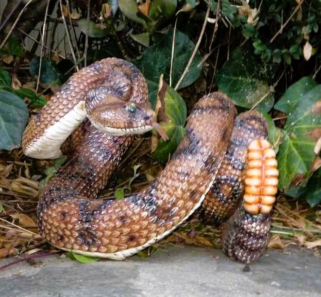Lifesize Diamondback Coiled Rattlesnake Hard Resin Statue Realistic ...