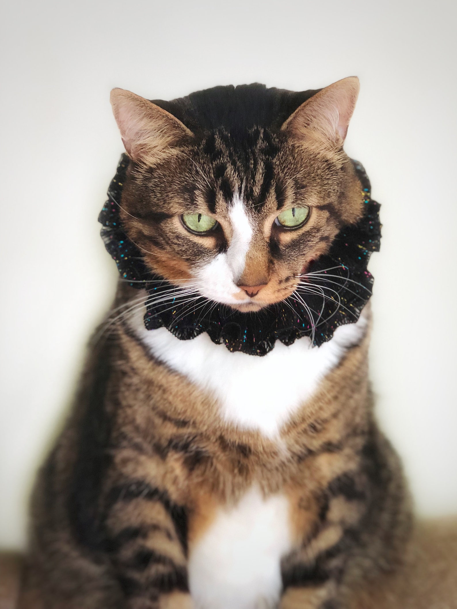 Crochet Ruffle Cat Collar Elastic Black Small Dog Necklace XS Black ...