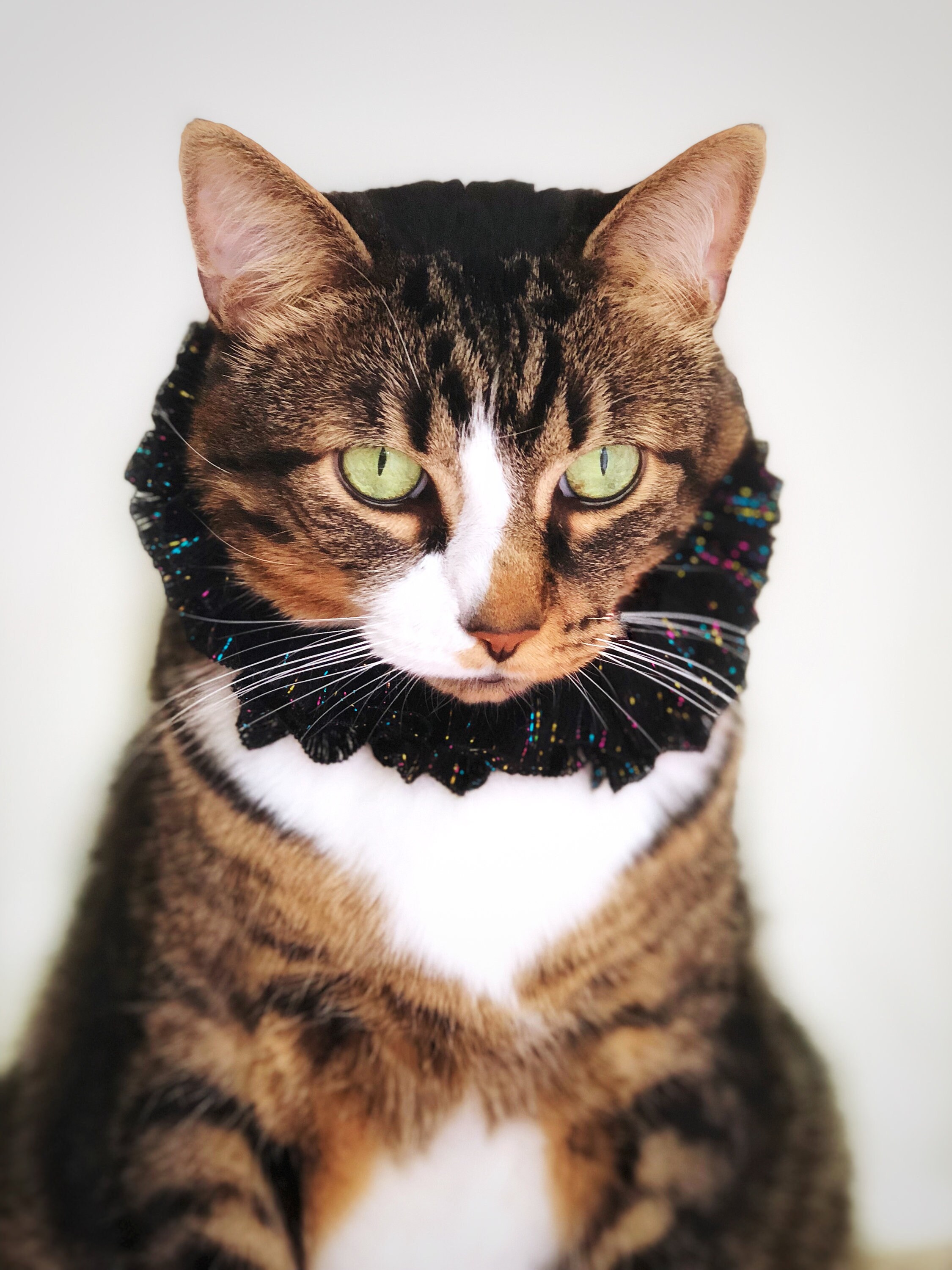 Crochet Ruffle Cat Collar Elastic Black Small Dog Necklace XS | Etsy