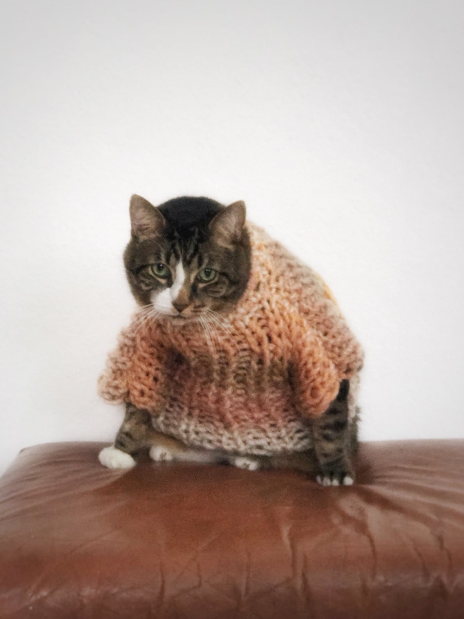 Chunky Knit Sweater for Cat Oversized Cat Sweater Pastel Unique ...