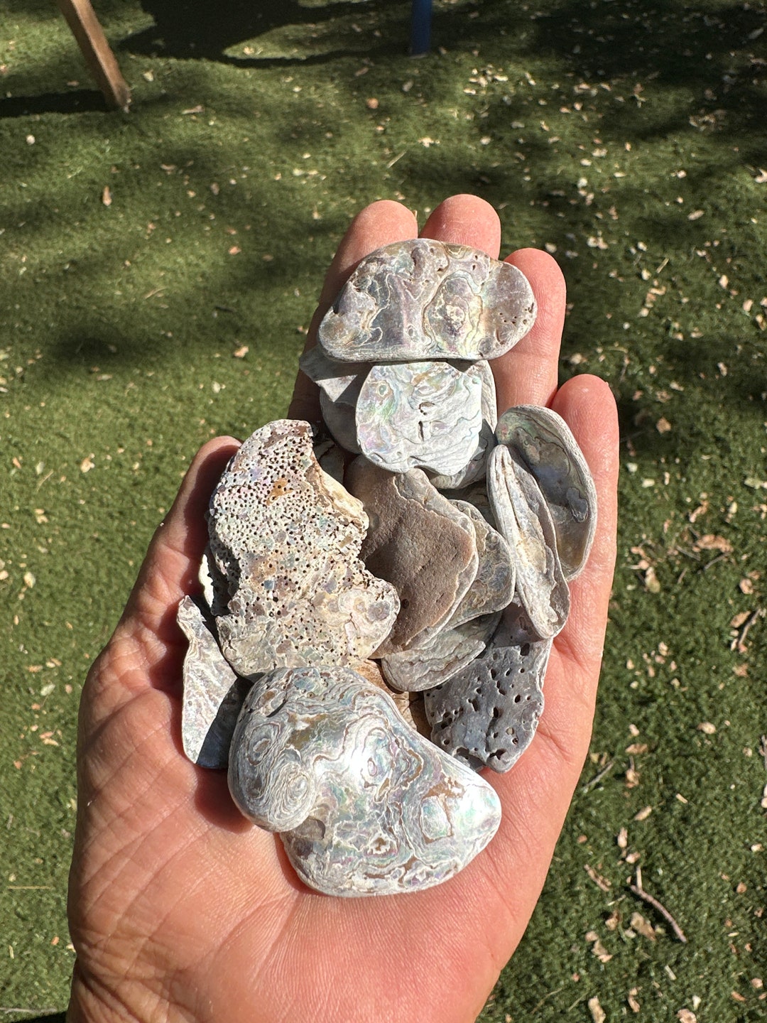 Abalone Shell Pieces Natural Sea Tumbled Shells Mother of Pearl Pieces ...