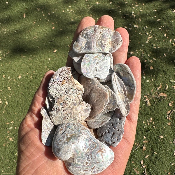 Natural Sea Shells - Etsy