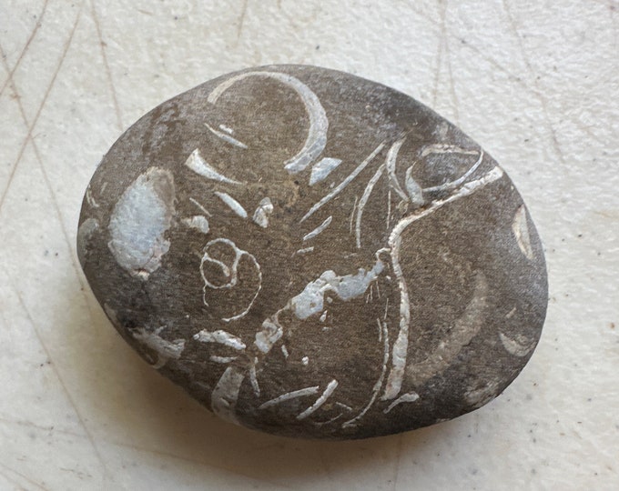 Seashell Fossil Rock Natural Fossilized Ancient Ocean Life Ocean ...