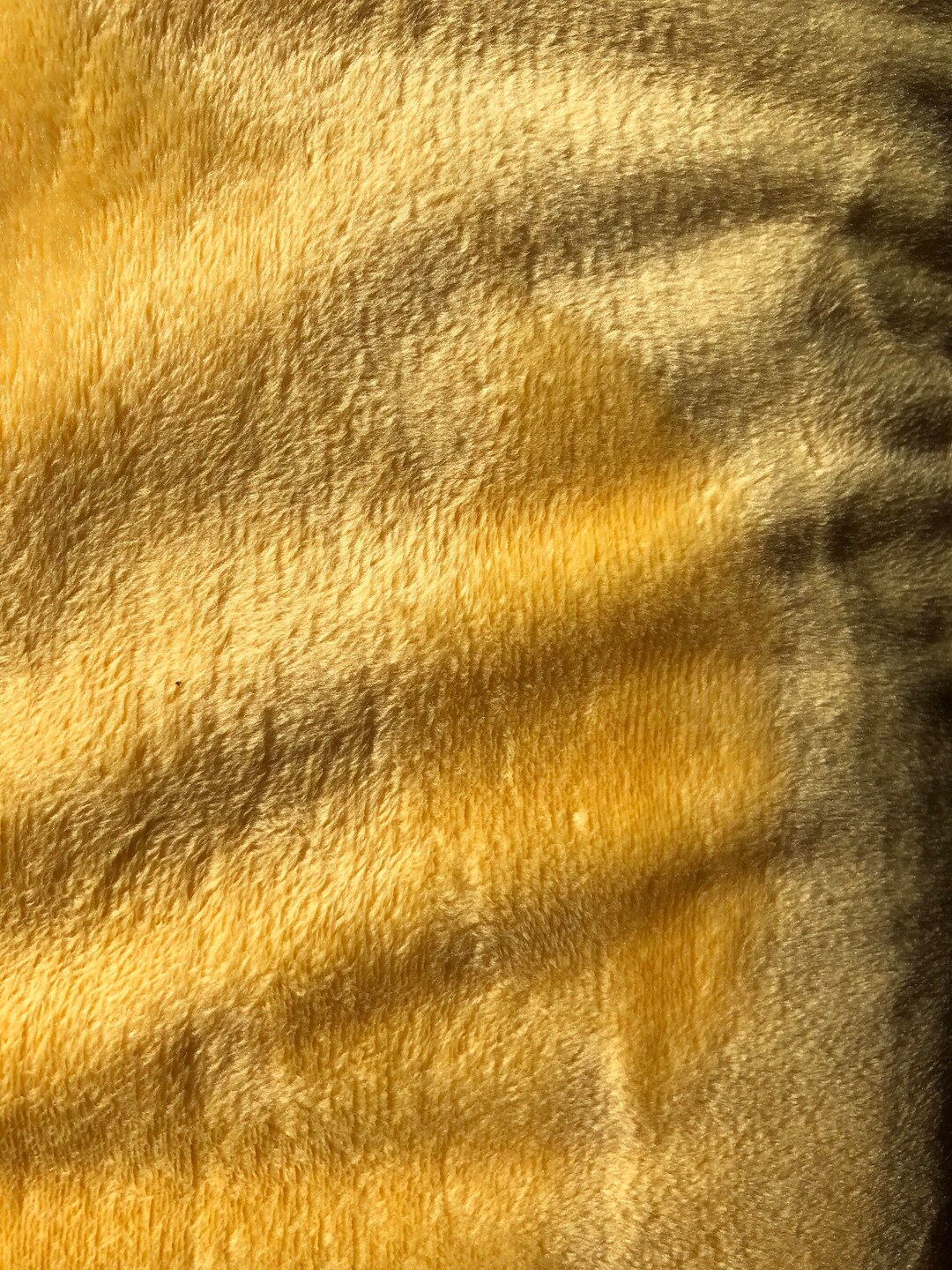 Solid Cuddle Sunshine From Shannon Fabrics - Etsy