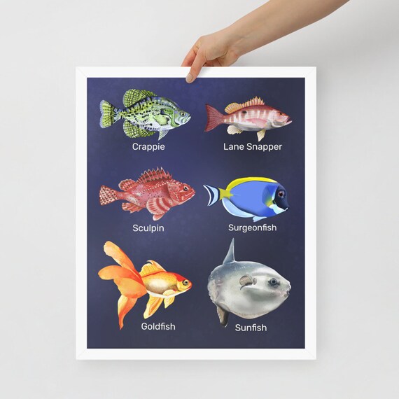 Ilustración de peces Cartel enmarcado arte de peces mundo - Etsy España