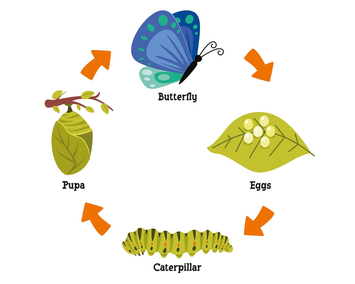 The Life Cycle of Butterfly - Etsy