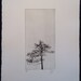 Tree Silhouette, A Drypoint Etching of a Tree - Etsy
