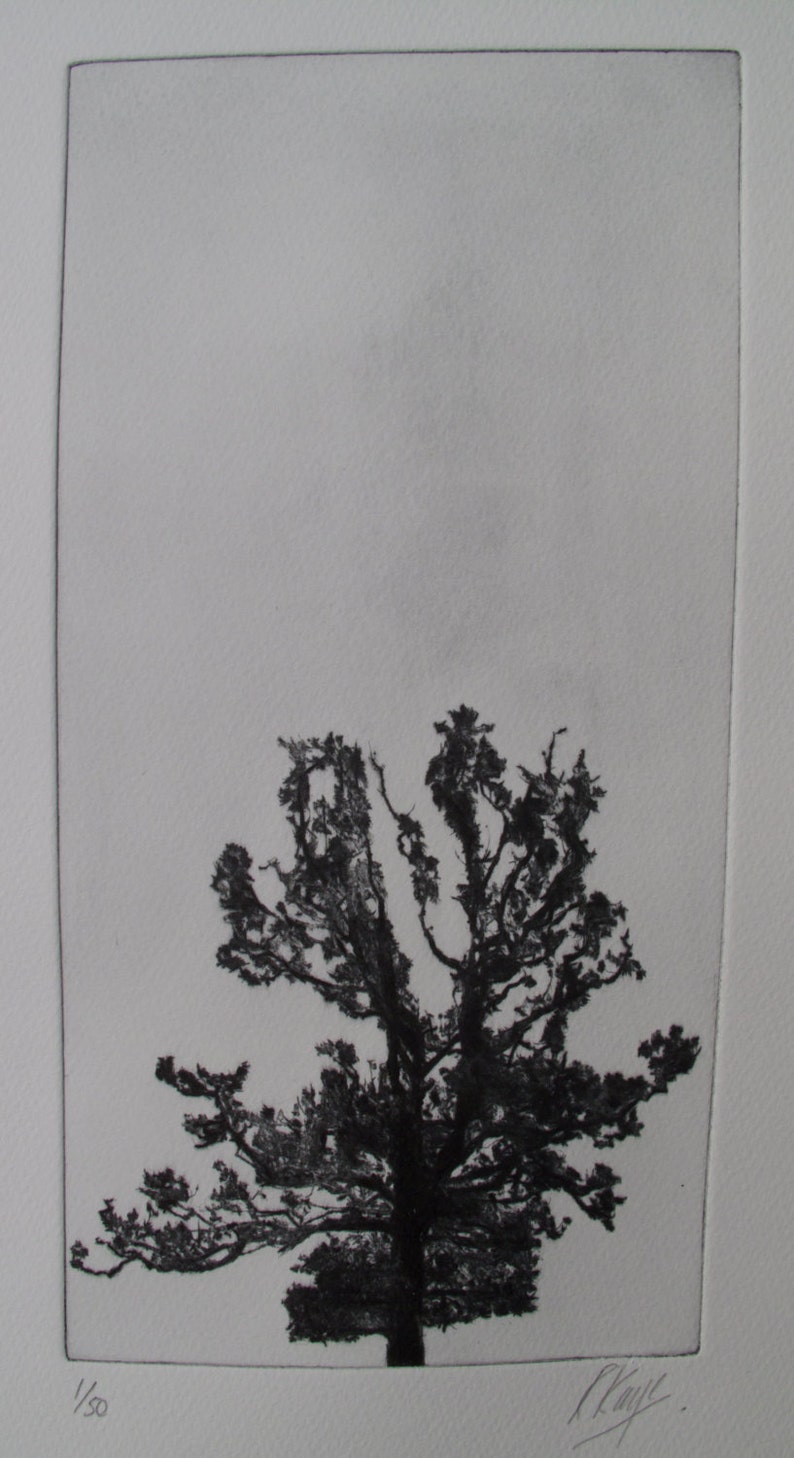 Oak Tree Print, A Drypoint Etching of a Silhoutted Oak Tree - Etsy UK