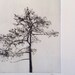 Tree Silhouette, A Drypoint Etching of a Tree - Etsy