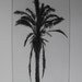 Palm Tree Print. Drypoint Etching - Etsy