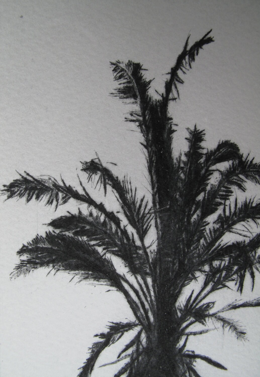 Palm Tree Print. Drypoint Etching - Etsy