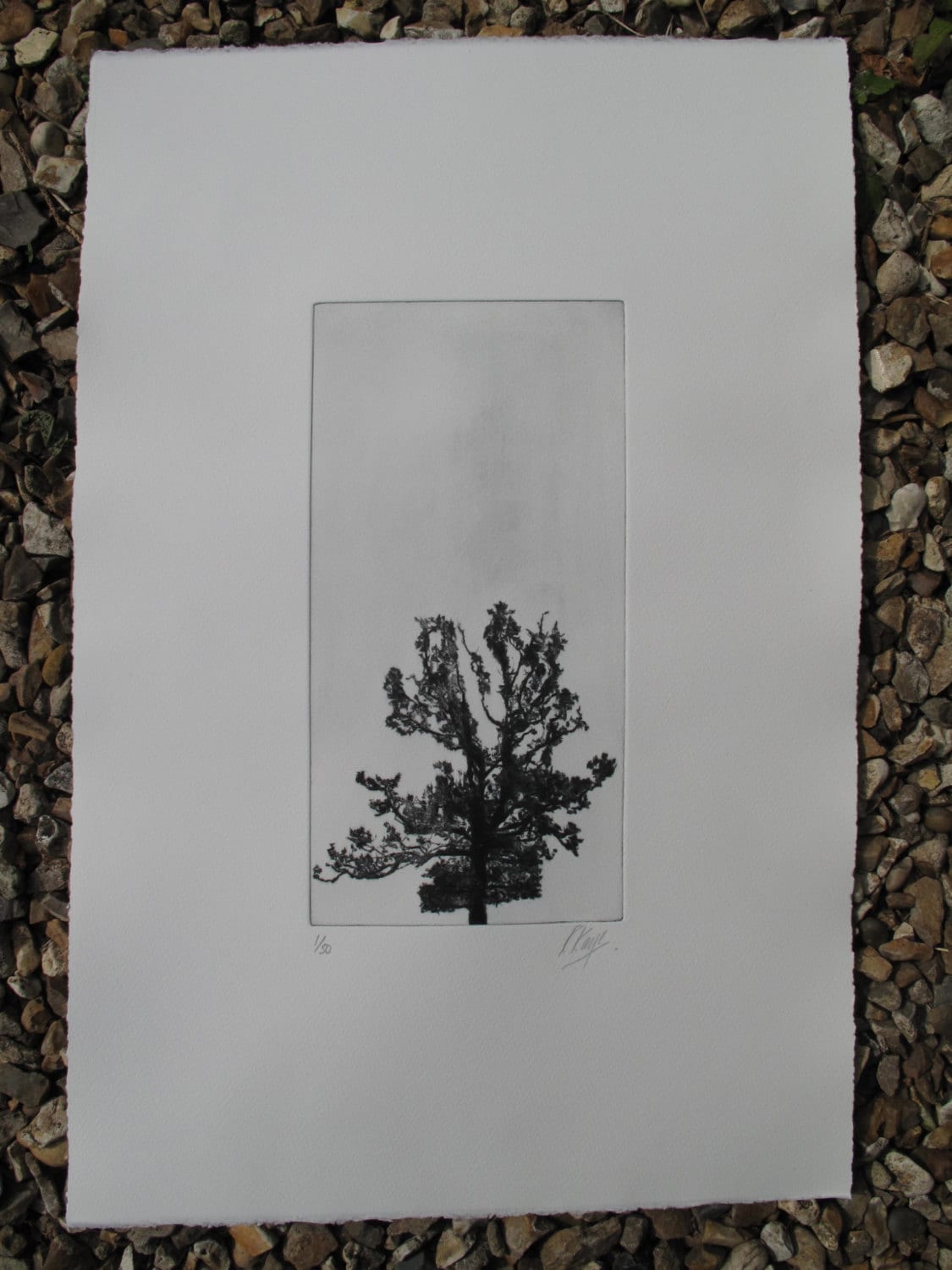 Oak Tree Print A Drypoint Etching of a Silhoutted Oak Tree - Etsy UK