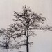 Tree Silhouette, A Drypoint Etching of a Tree - Etsy