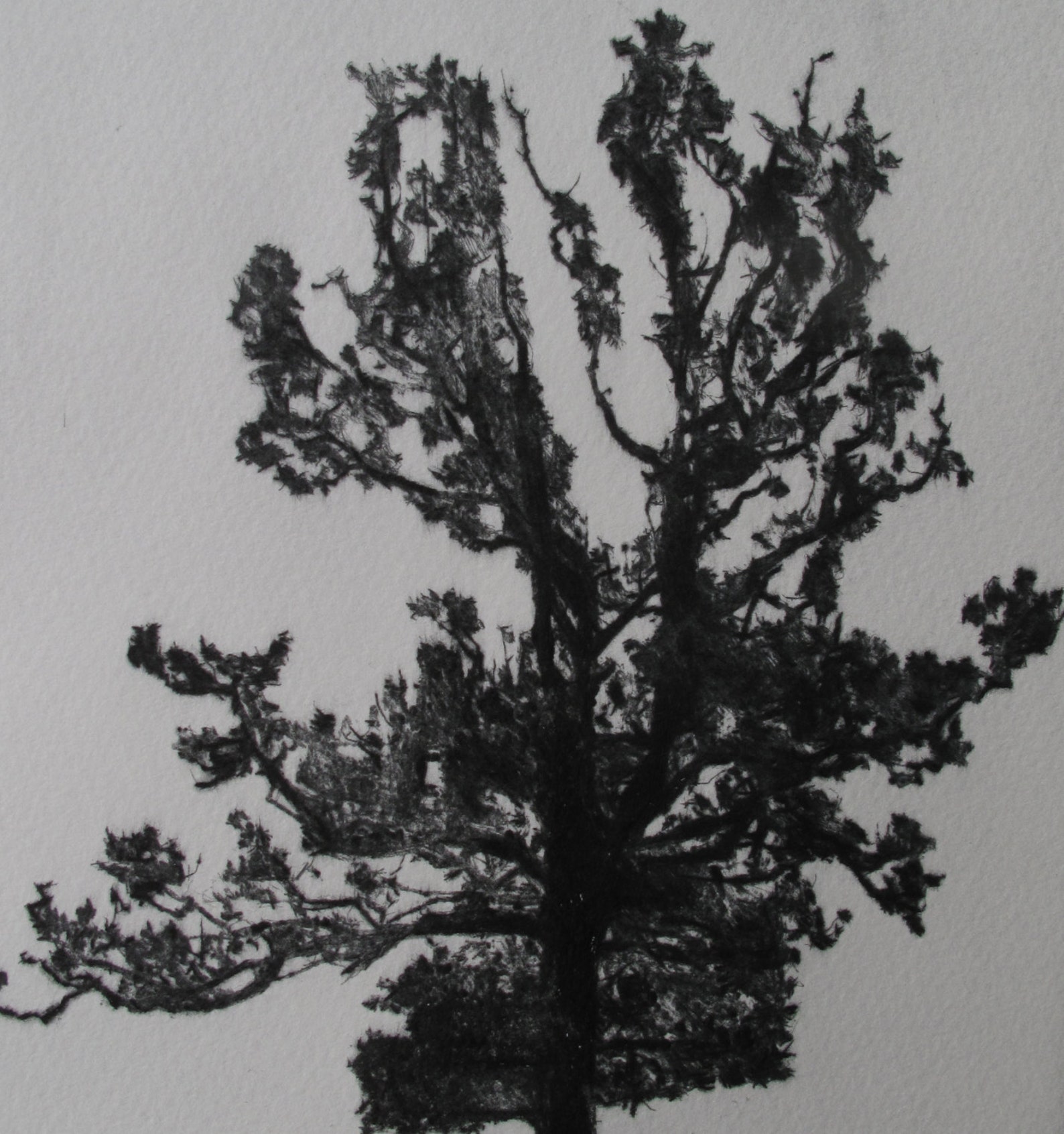 Oak Tree Print, A Drypoint Etching of a Silhoutted Oak Tree - Etsy UK
