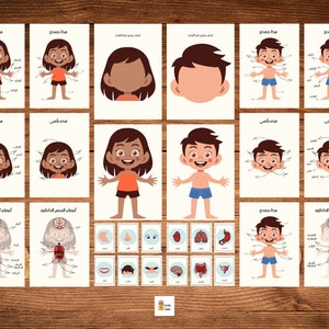 Arabic Human Anatomy for Kids, Body Parts and Organs - Etsy