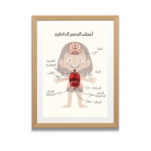 Arabic Human Anatomy for Kids, Body Parts and Organs - Etsy