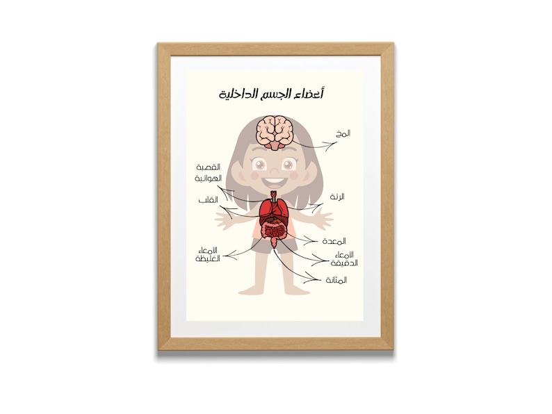 Arabic Human Anatomy for Kids, Body Parts and Organs - Etsy