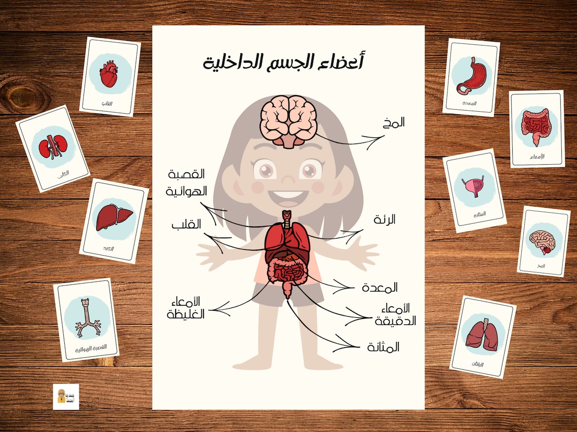 Arabic Human Anatomy for Kids Body Parts and Organs - Etsy