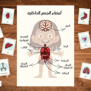 Arabic Human Anatomy for Kids, Body Parts and Organs - Etsy
