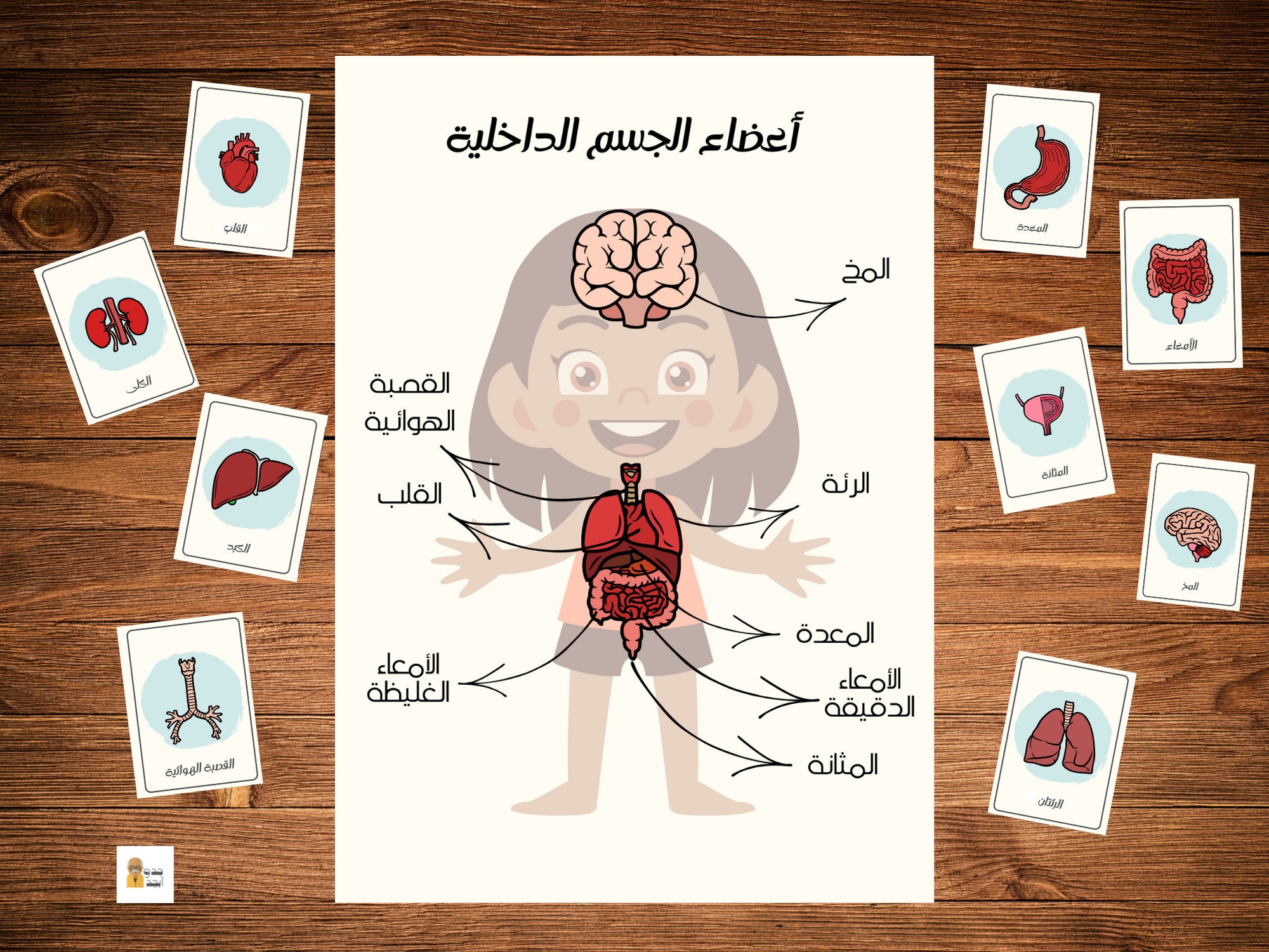 Arabic Human Anatomy for Kids, Body Parts and Organs - Etsy