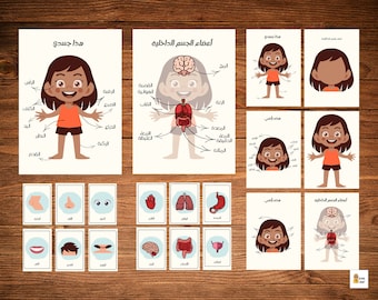 Arabic Human Anatomy for Kids Body Parts in Arabic Organs in Arabic ...