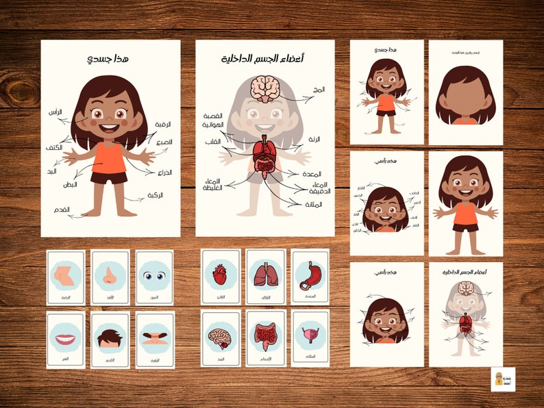 Arabic Human Anatomy for Kids, Body Parts and Organs - Etsy