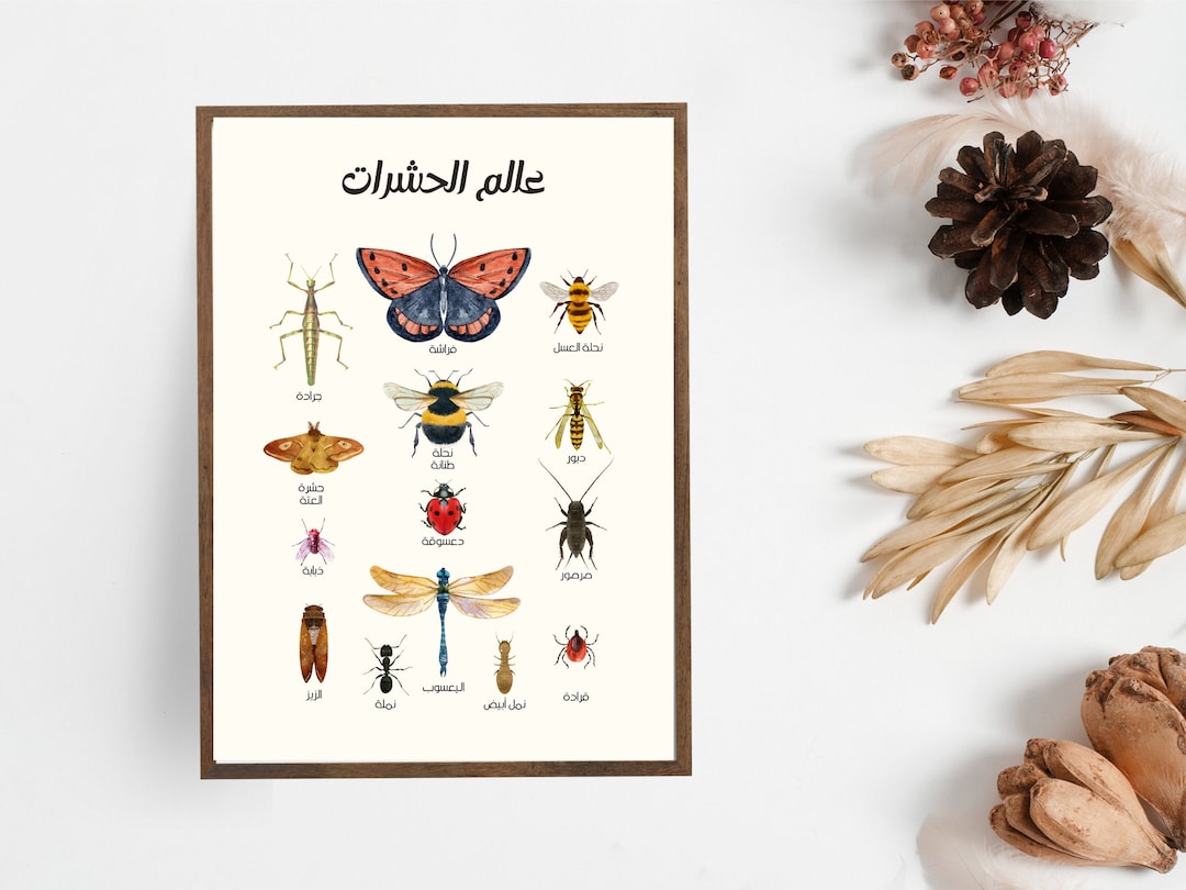Arabic Educational Poster of Insects, Montessori Wallart and Flashcards ...