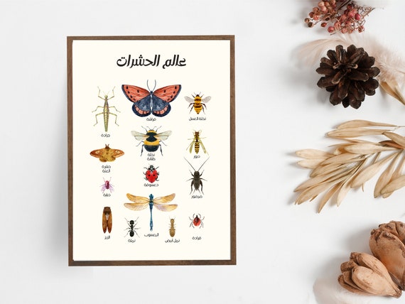 Arabic Educational Poster of Insects Montessori Wallart | Etsy