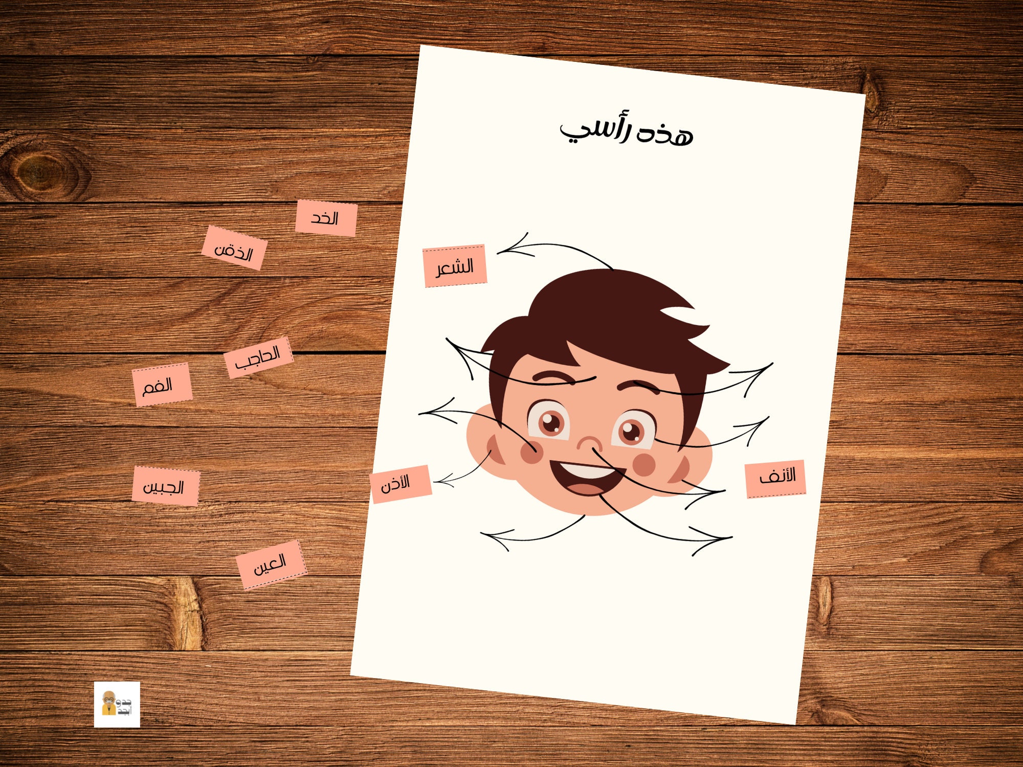 Arabic Human Anatomy for Kids, Body Parts and Organs - Etsy