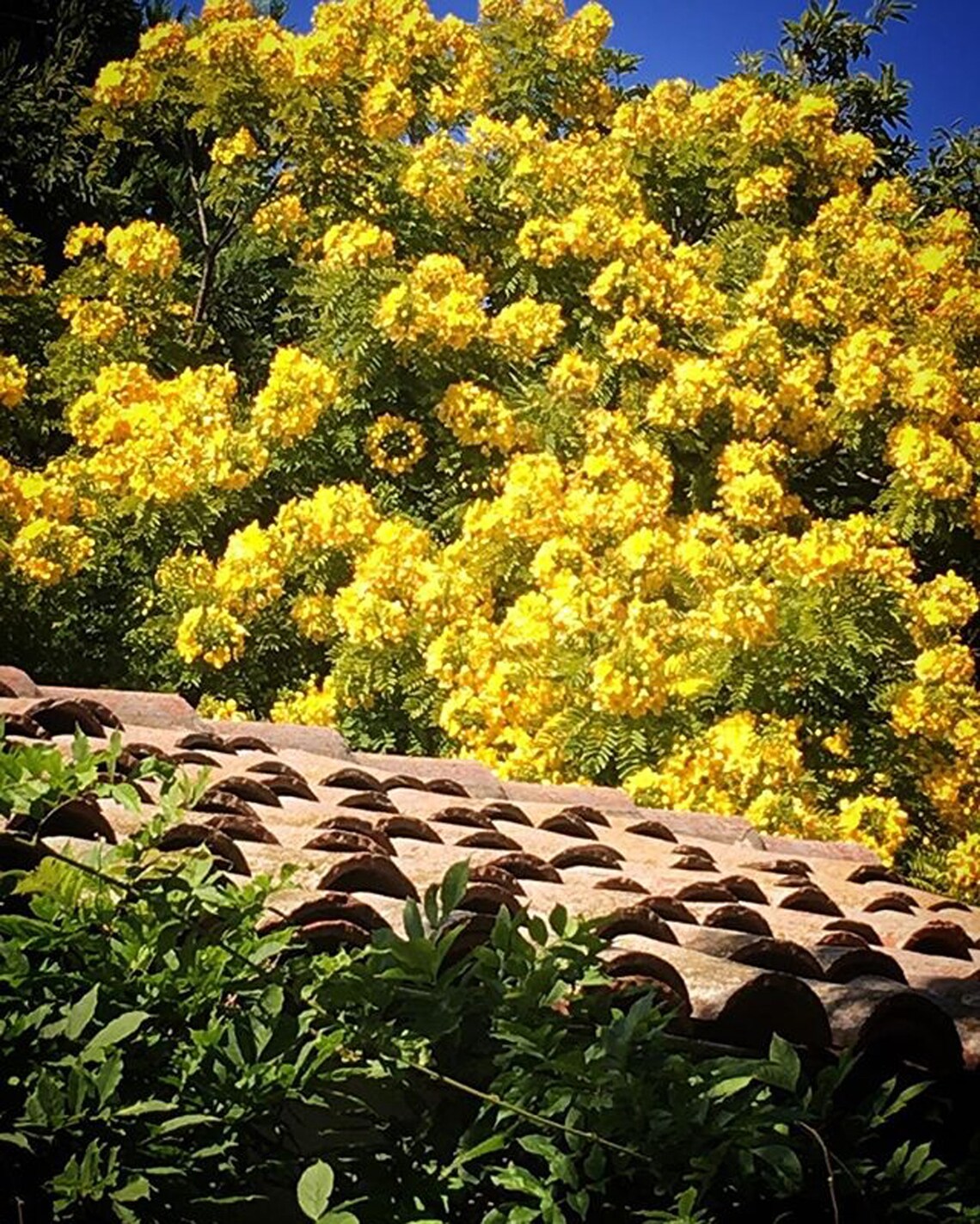 Golden Medallion Tree Seed Pods - Etsy