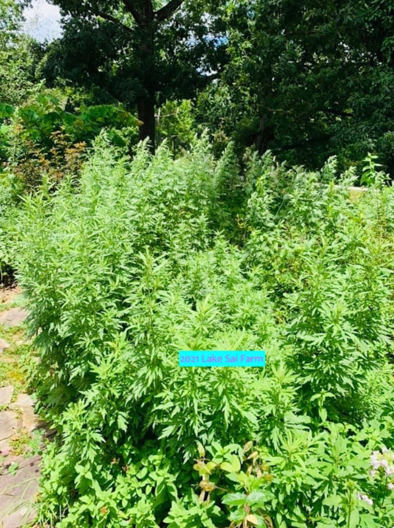 Artemisia Argyi Organic Mugwort Bare Root Plant, Culinary Herbal Garden ...