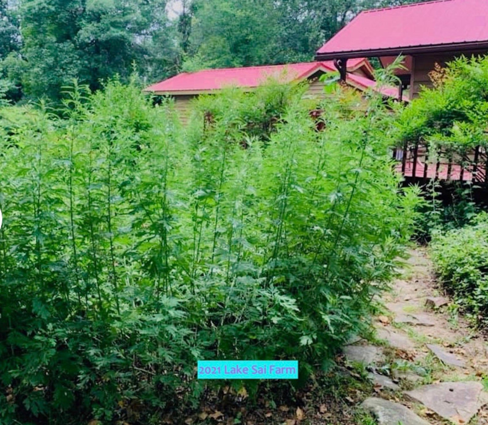 Artemisia Argyi Organic Mugwort Bare Root Plant, Culinary Herbal Garden ...