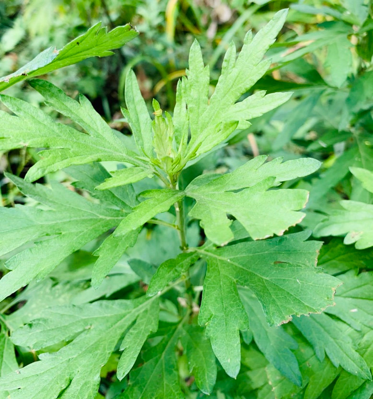 Artemisia Argyi Organic Mugwort Bare Root Plant, Culinary Herbal Garden ...