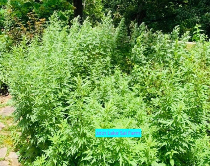 More Than 8 MUGWORT Small Live Plant in 4” Pot and Dried Herbal ...