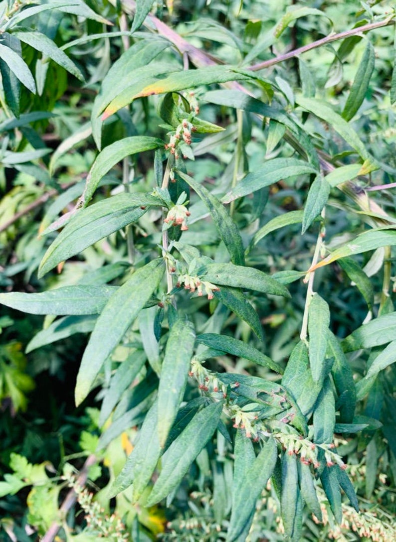 Artemisia Argyi Organic Mugwort Bare Root Plant, Culinary Herbal Garden ...