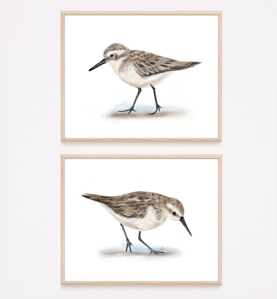 Sandpiper Bird Prints: Coastal Shorebird Art, Set of 2 - Etsy