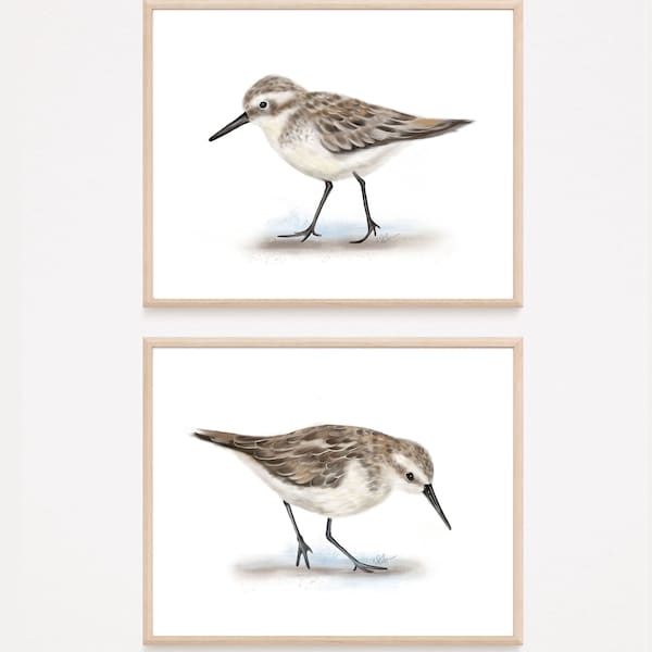 Sea Bird Print - Etsy