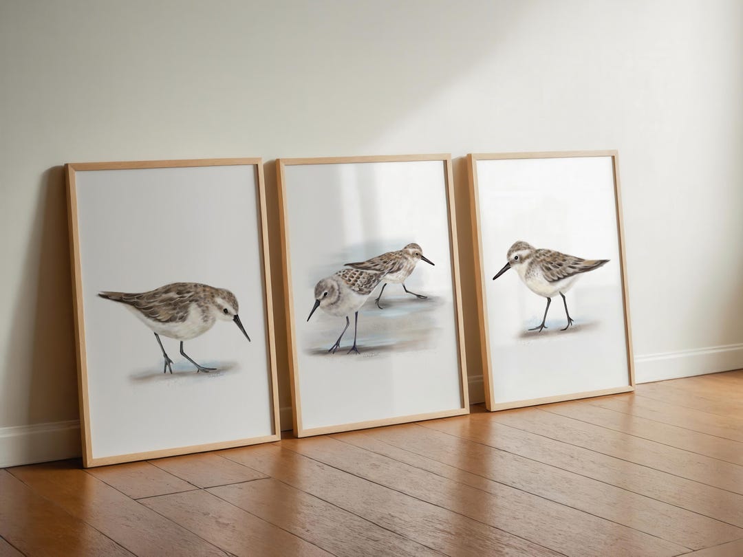 Sandpiper Bird Art Prints: Coastal Watercolor Paintings, Set of 3 - Etsy
