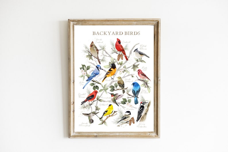 Backyard Birds Art Print: USA Garden Bird Illustration - Etsy