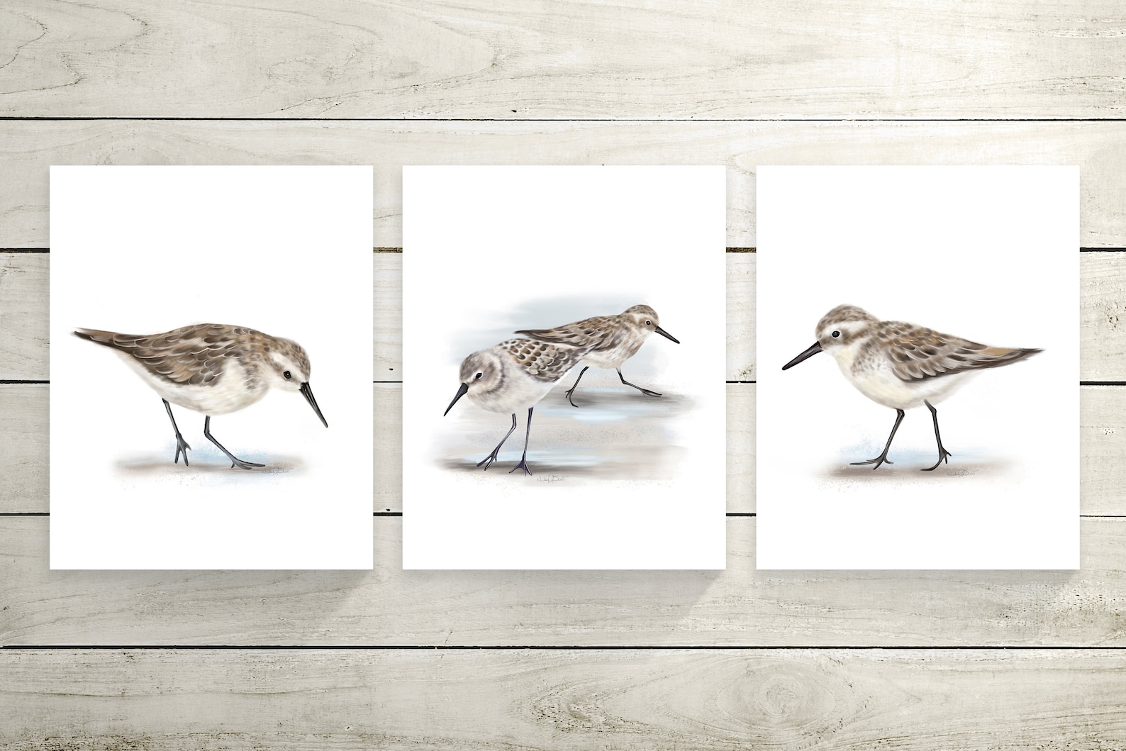 Sandpiper Bird Art Prints: Coastal Watercolor Paintings, Set of 3 - Etsy