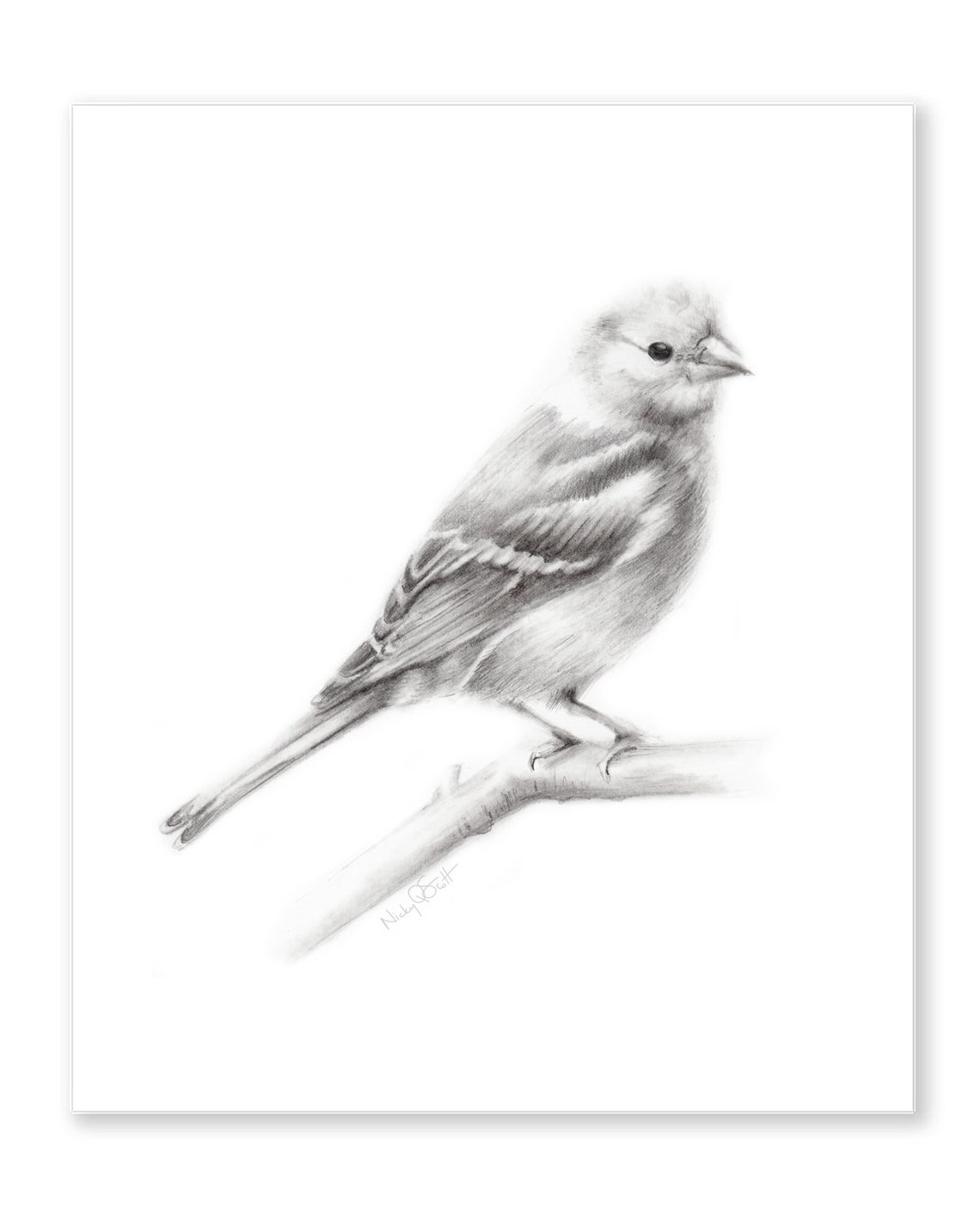 Bird Pencil Drawing Print Bird Gift Grey Bird Picture - Etsy
