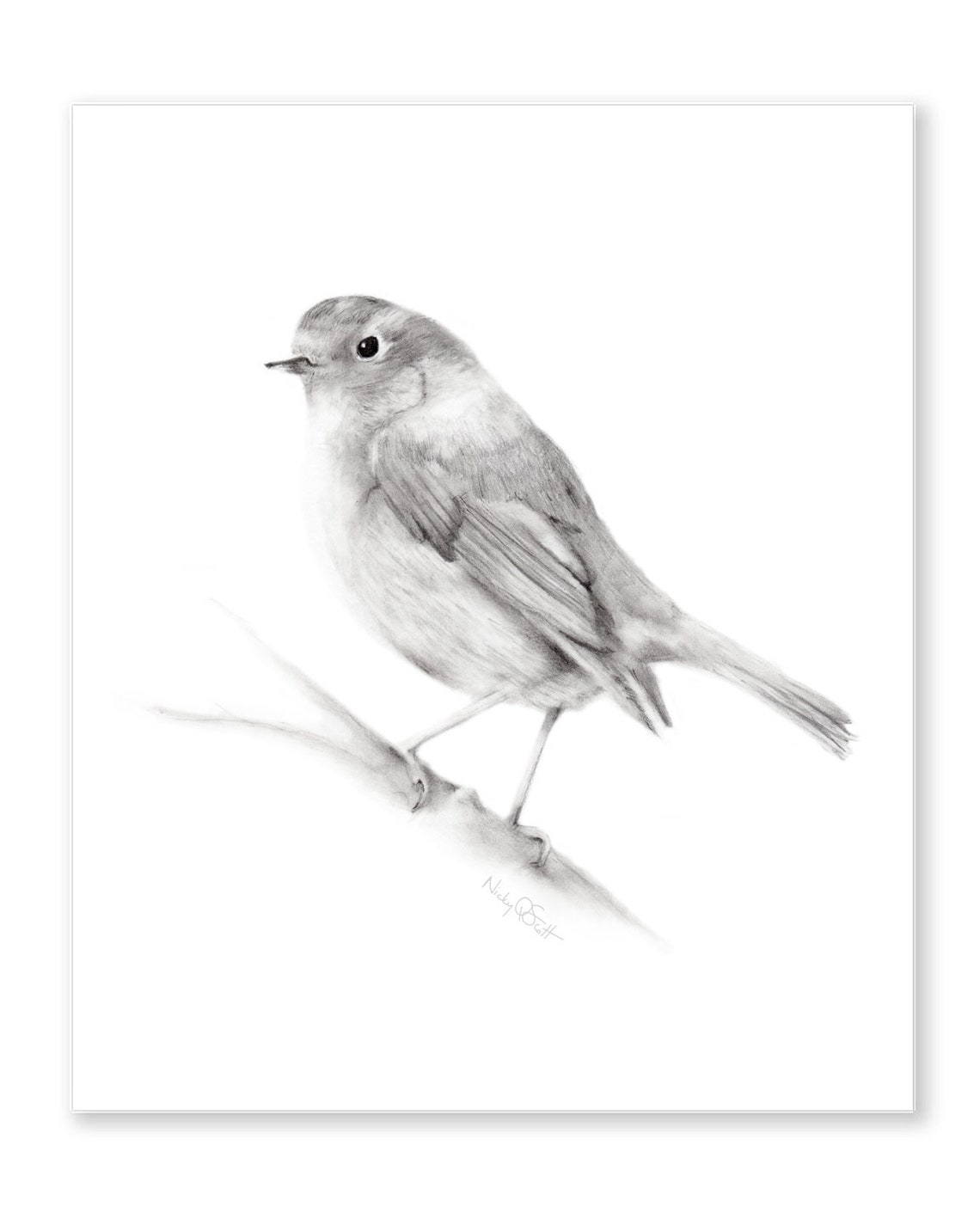 Robin Bird Drawing Print Bird Art Gift Bird Wall Decor | Etsy