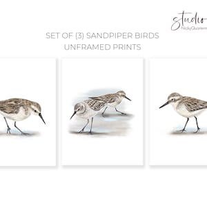 Sandpiper Bird Art Prints: Coastal Watercolor Paintings, Set of 3 - Etsy