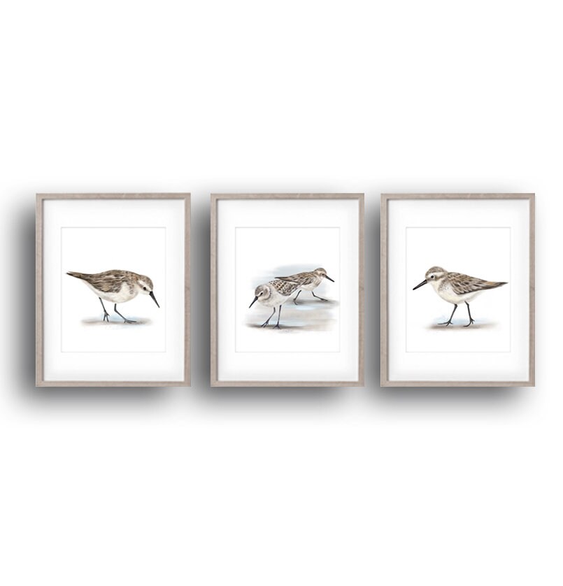 Sandpiper Bird Art Prints: Coastal Watercolor Paintings, Set of 3 - Etsy