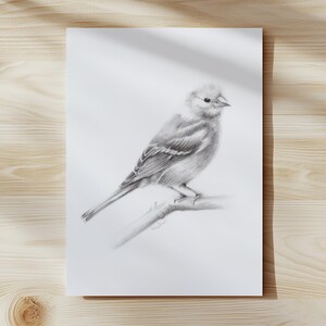 Chaffinch Bird Pencil Drawing Print: British Bird Wall Art - Etsy Australia